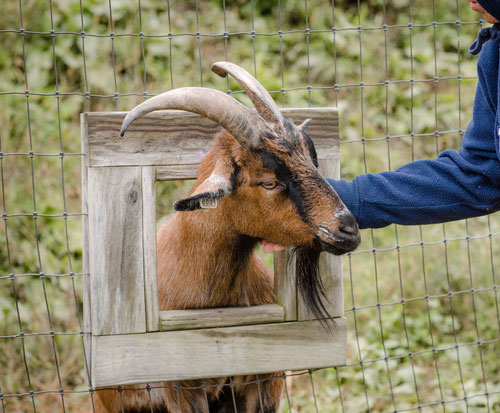 Attractions | Port Farms